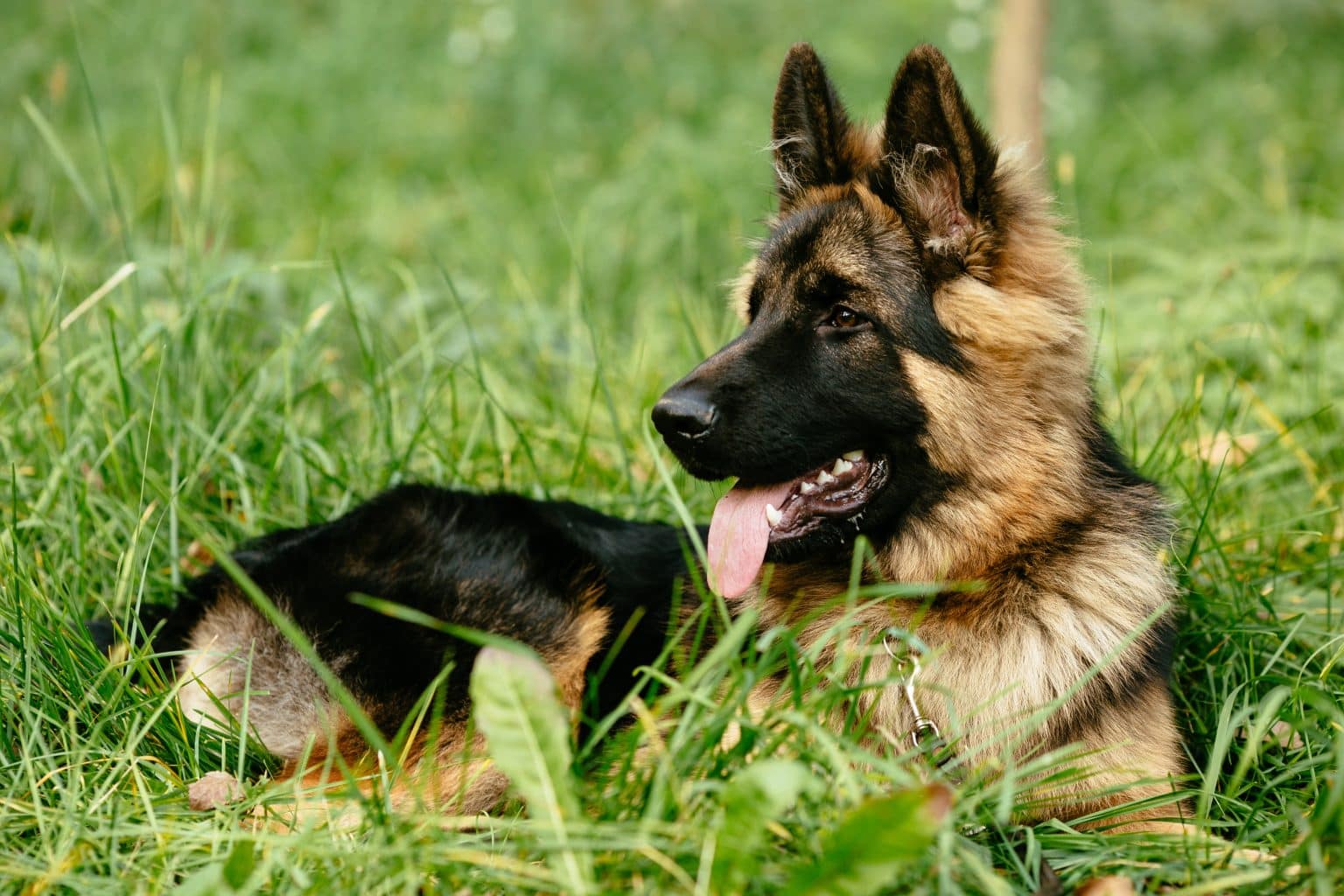 15 Dog Breeds That Were The First to Star in Color Television ...