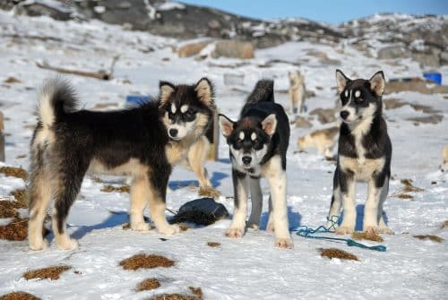 11 Snow-Ready Dog Breeds That Still Work as Sled Dogs Today ...