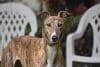 9 Peaceful Dog Breeds That Embrace Quiet Moments - iHeartDogs.com