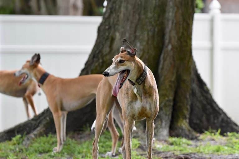 13 Purpose-Built Dog Breeds That Were Engineered for Specific Tasks ...