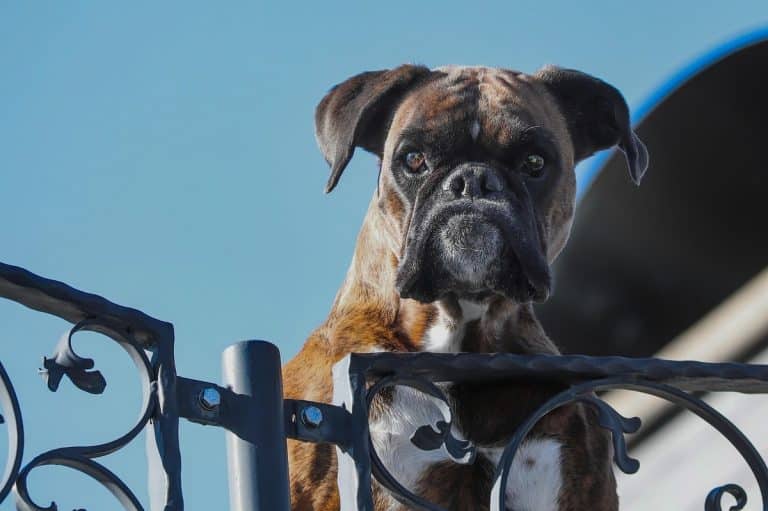 13 Reasons Dogs Make Every Day Better - iHeartDogs.com