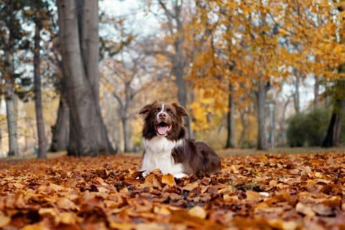 15 ‘Photogenic’ Dog Breeds That Always Look Instagram-Ready ...