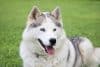 15 ‘Photogenic’ Dog Breeds That Always Look Instagram-Ready ...
