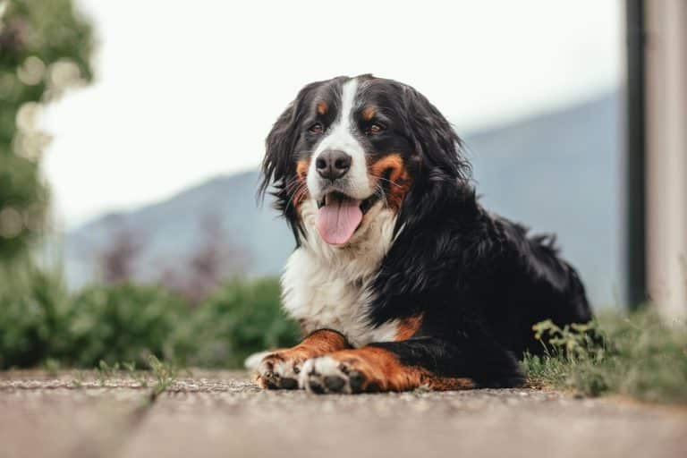 9 ‘Polite’ Dog Breeds That Mind Their Manners - iHeartDogs.com