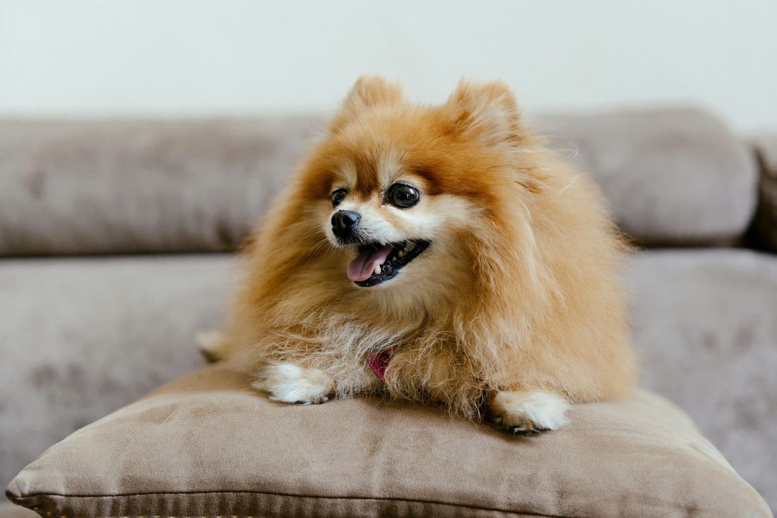 Top 11 Dog Breeds That Were Fashionable Among Aristocrats in the 1800s ...