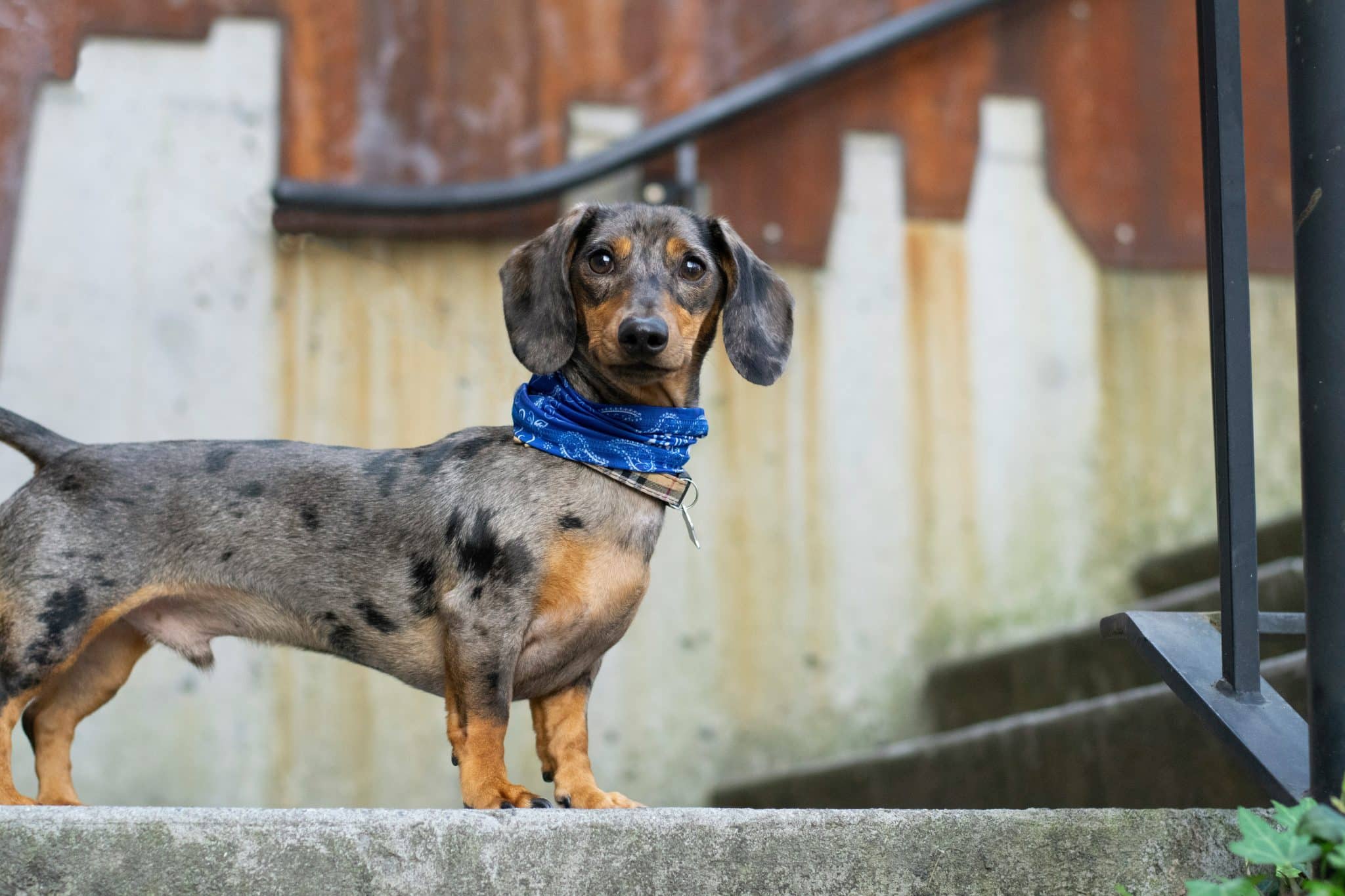 13 Dog Breeds That Were Beloved by Famous Kings & Queens - iHeartDogs.com