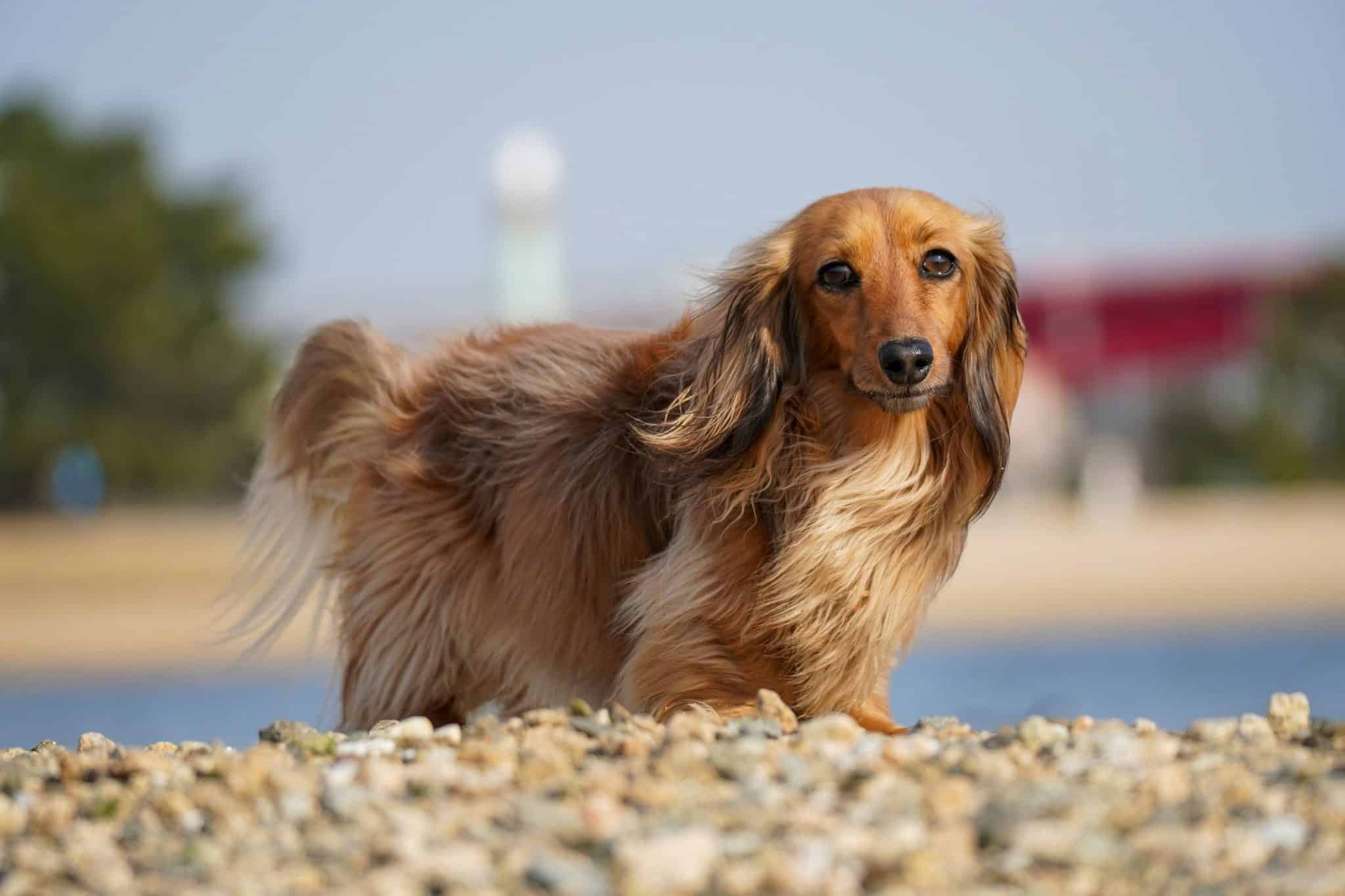 Top 11 Dog Breeds That Were Fashionable Among Aristocrats in the 1800s ...