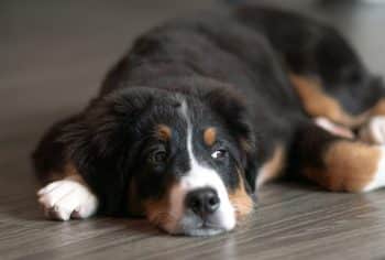 15 Quiet Dog Breeds That Thrive In Peaceful Spaces - iHeartDogs.com