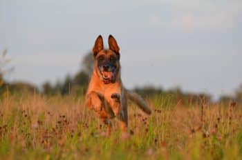 11 ‘Bold’ Dog Breeds That Love A Good Challenge - iHeartDogs.com