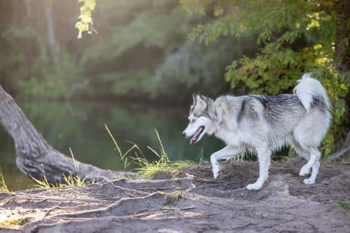 15 Adventurous Dog Breeds That Think Life’s One Big Trip - iHeartDogs.com