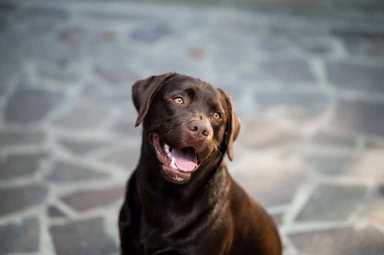 15 Loving Dog Breeds That Know The Meaning Of Loyalty - iHeartDogs.com