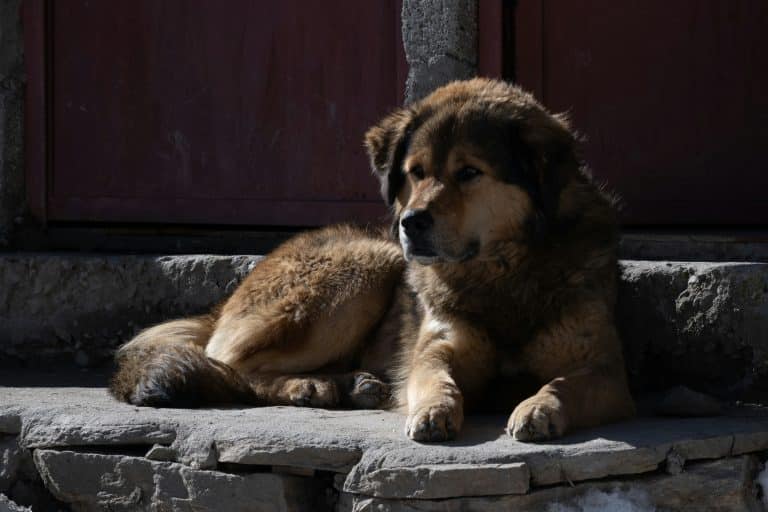 11 Guardian Dog Breeds That Protect What Matters Most - iHeartDogs.com