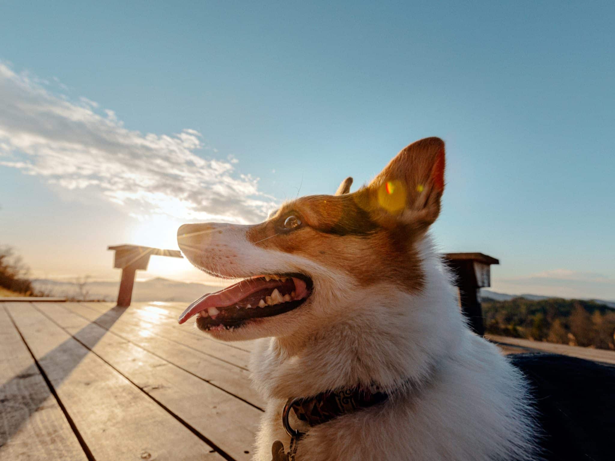 11 Quotes About the Rainbow Bridge That Will Touch Every Dog Lover’s ...