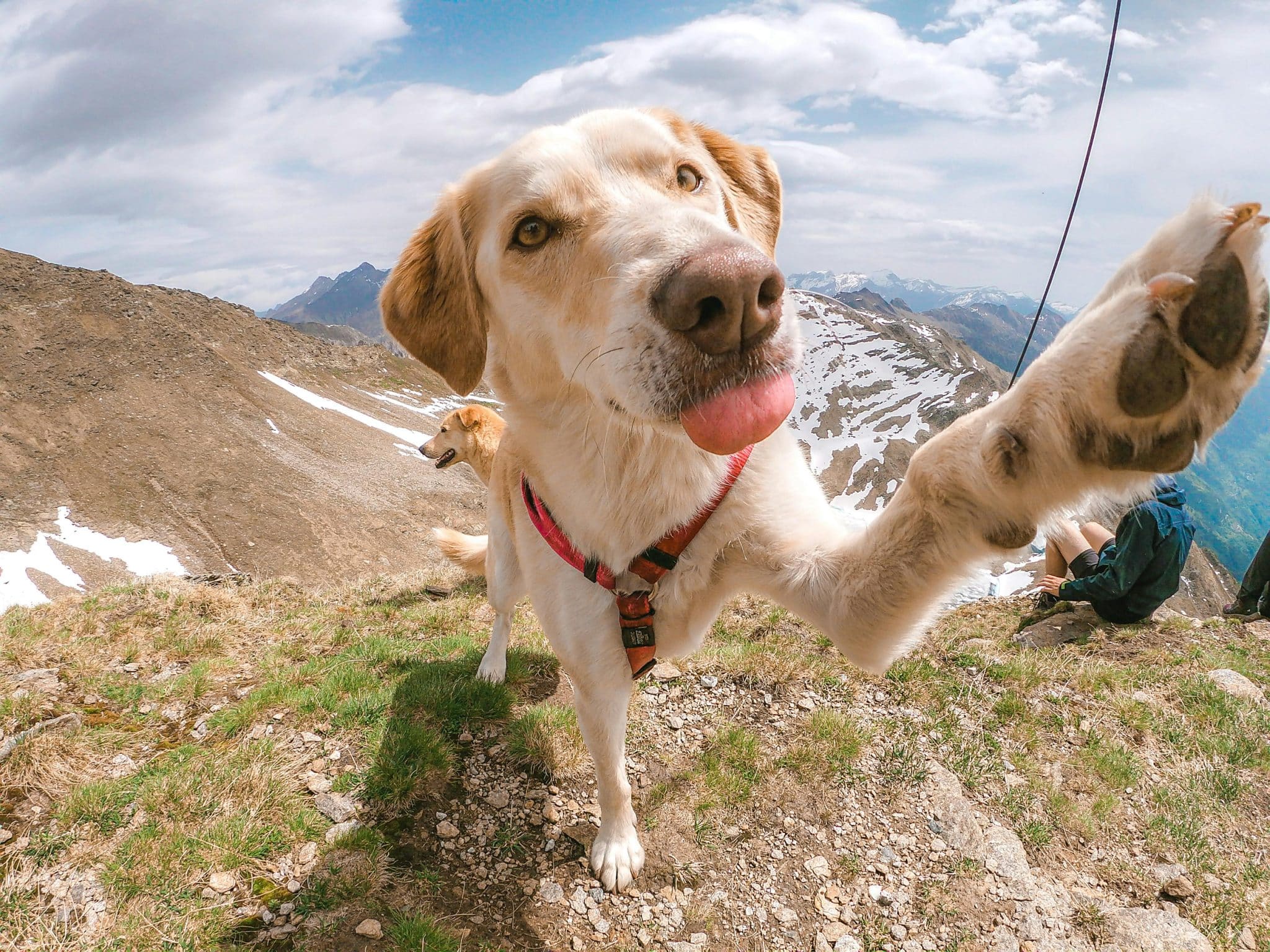 11 Quotes About the Rainbow Bridge That Will Touch Every Dog Lover’s ...