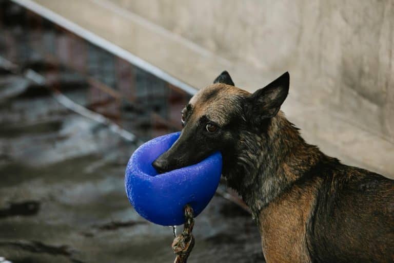 13 High-Energy Dog Breeds That Can Handle Intense Training - iHeartDogs.com