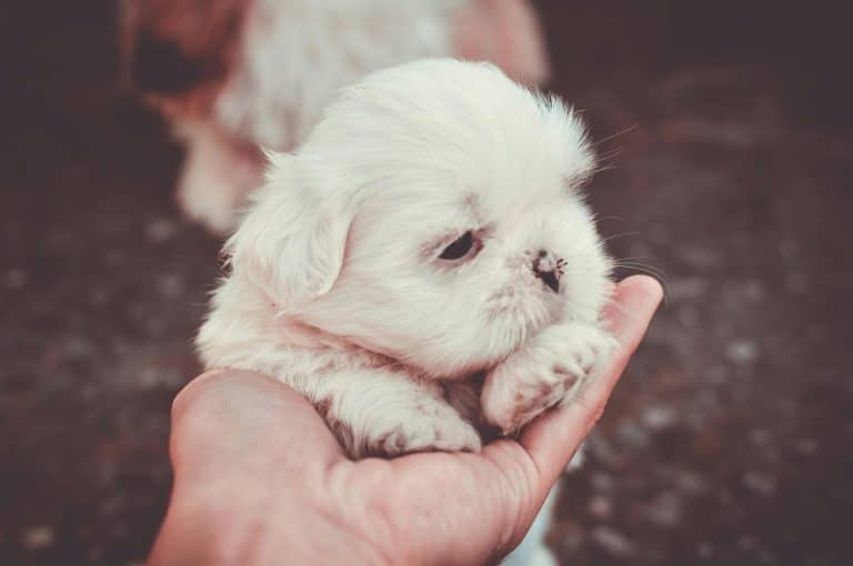 15 Fun Facts About Puppies - iHeartDogs.com