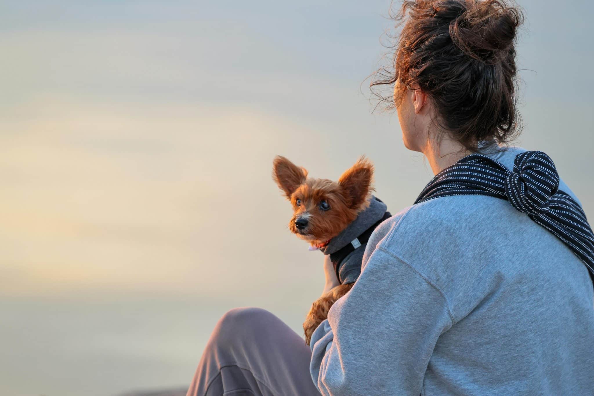 11 Quotes About the Rainbow Bridge That Will Touch Every Dog Lover’s ...