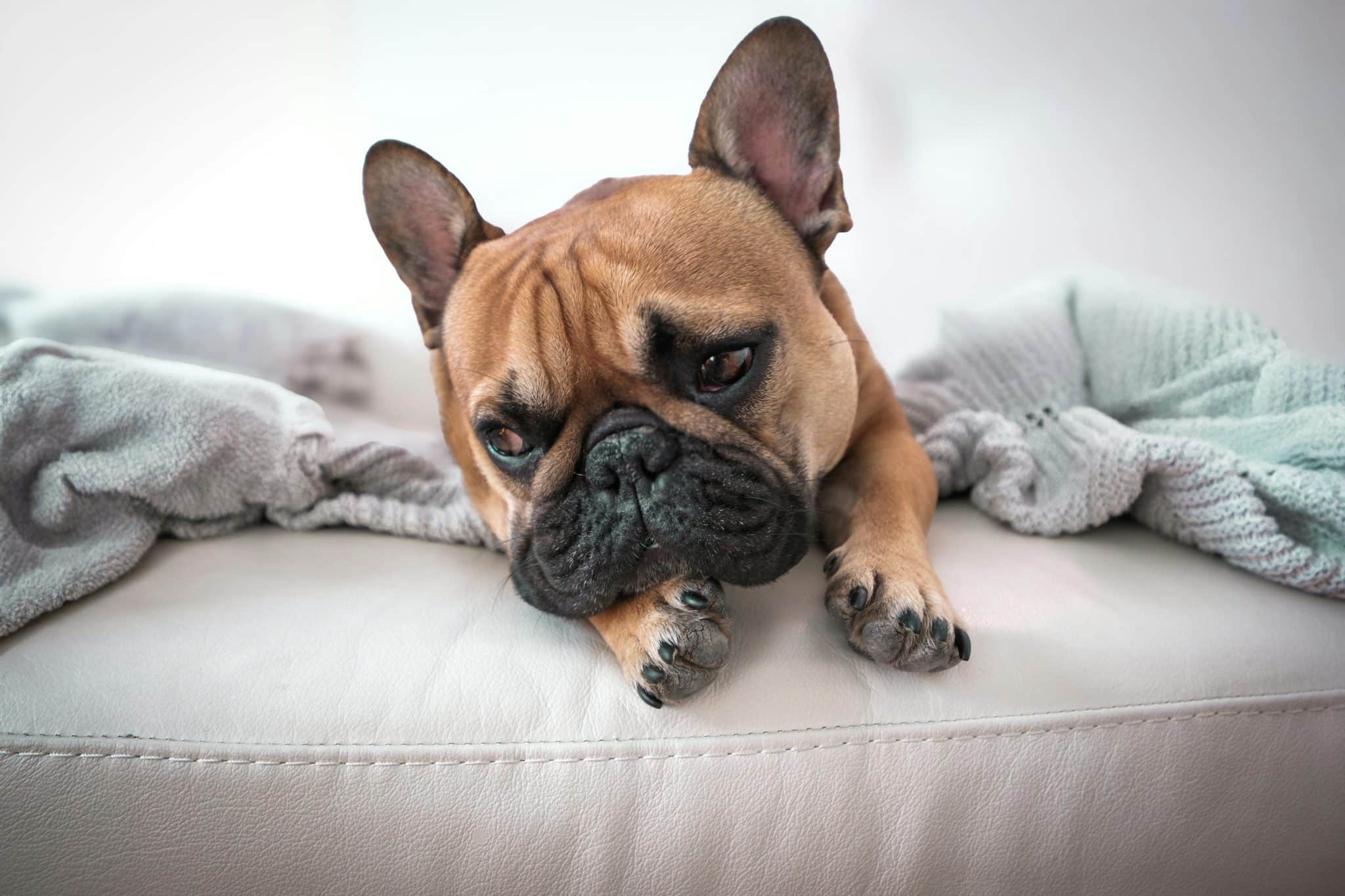 15 Most Hilarious Canine Breeds Identified for Their Goofy ...
