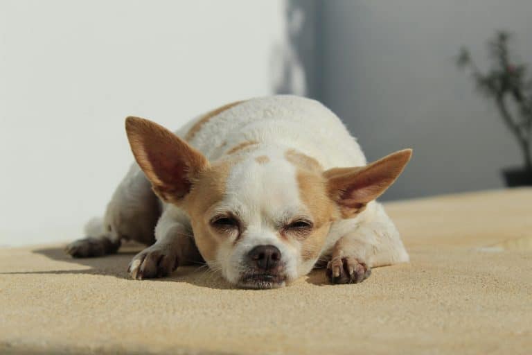 15 Shocking Reasons Your Dog Might Be Ignoring You - iHeartDogs.com