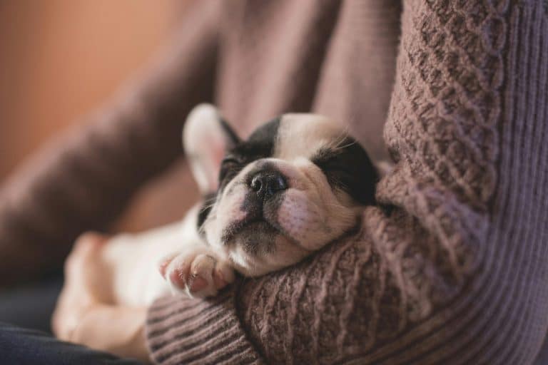 15 Fun Facts About Puppies - iHeartDogs.com