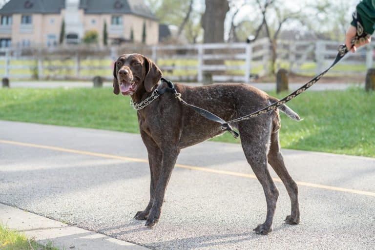 15 Adventurous Dog Breeds That Think Life’s One Big Trip - iHeartDogs.com
