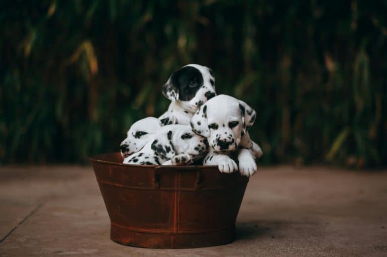 15 Fun Facts About Puppies - iHeartDogs.com