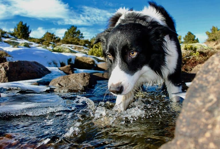 11 ‘Bold’ Dog Breeds That Love A Good Challenge - iHeartDogs.com