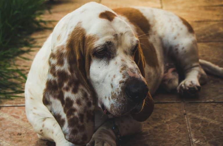 15 Quiet Dog Breeds That Thrive In Peaceful Spaces - iHeartDogs.com
