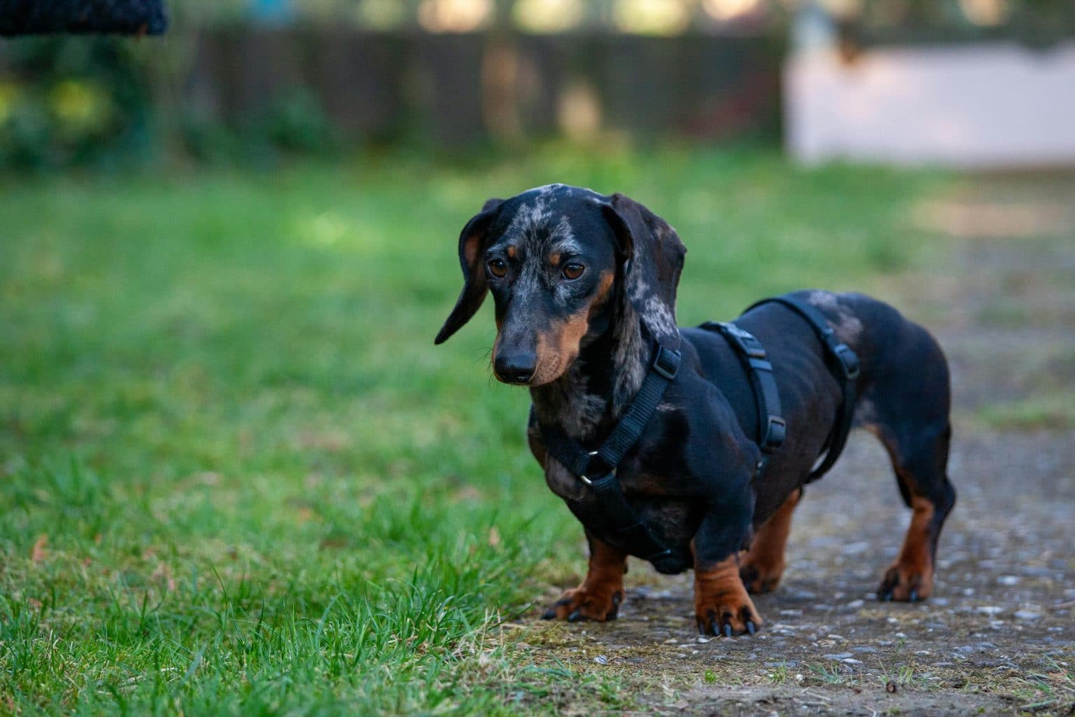15 Shocking Reasons Your Dog Might Be Ignoring You - iHeartDogs.com