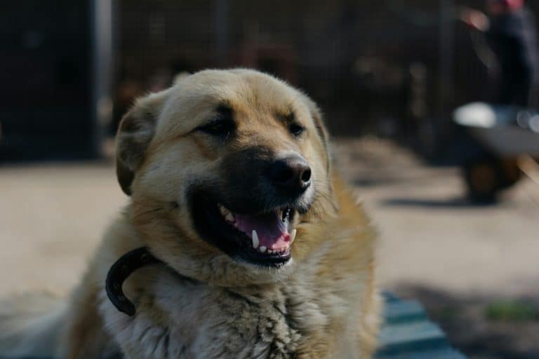 11 ‘Wild-Spirited’ Dog Breeds That Still Carry Their Ancestral Fire ...