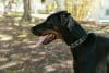 11 Focused Dog Breeds That Shine In High-Distraction Environments ...