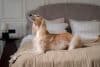 15 Fancy Dog Breeds With a Flair for the Dramatic (2026 Guide ...