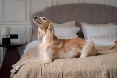 15 Fancy Dog Breeds With a Flair for the Dramatic (2026 Guide ...
