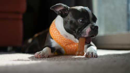15 Shocking Reasons Your Dog Might Be Ignoring You - iHeartDogs.com