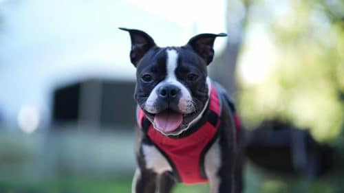 15 Most Hilarious Canine Breeds Identified for Their Goofy ...