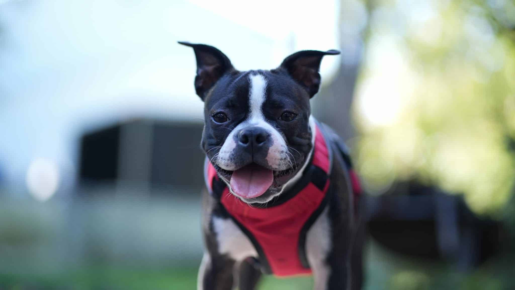 15 Most Hilarious Canine Breeds Identified for Their Goofy ...