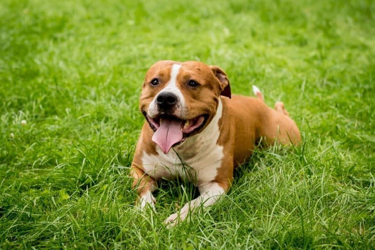 12 Classic Dog Breeds That Were Born In The U.S. - iHeartDogs.com