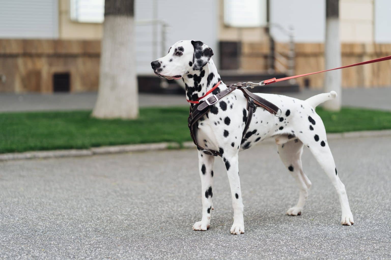 13 Dog Breeds That Were Hugely Popular in the ‘90s But Are Surprisingly ...