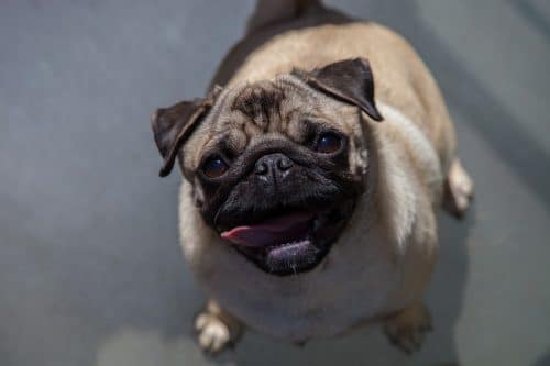 15 Most Hilarious Canine Breeds Identified for Their Goofy ...
