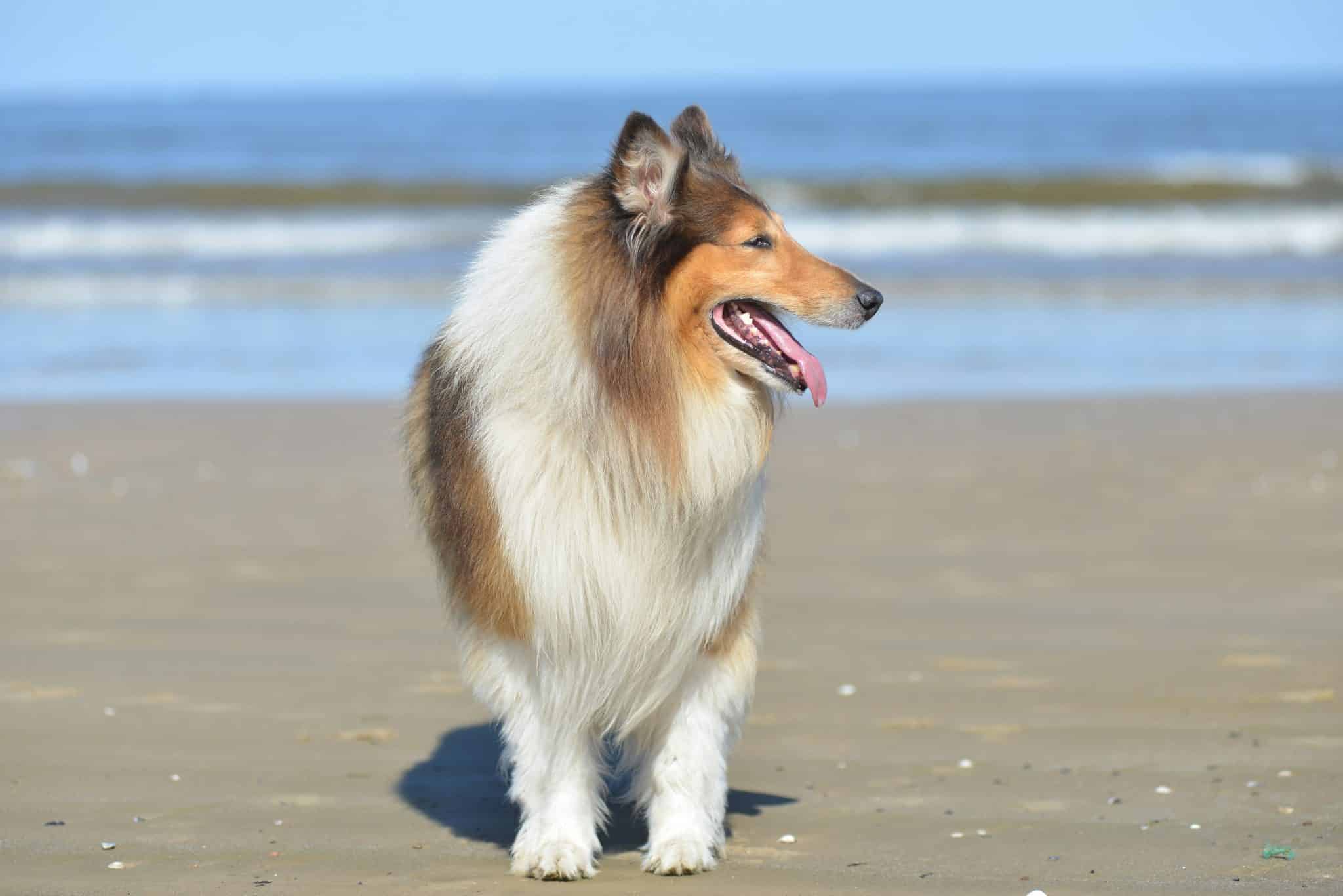 15 Dog Breeds That Were The First to Star in Color Television ...