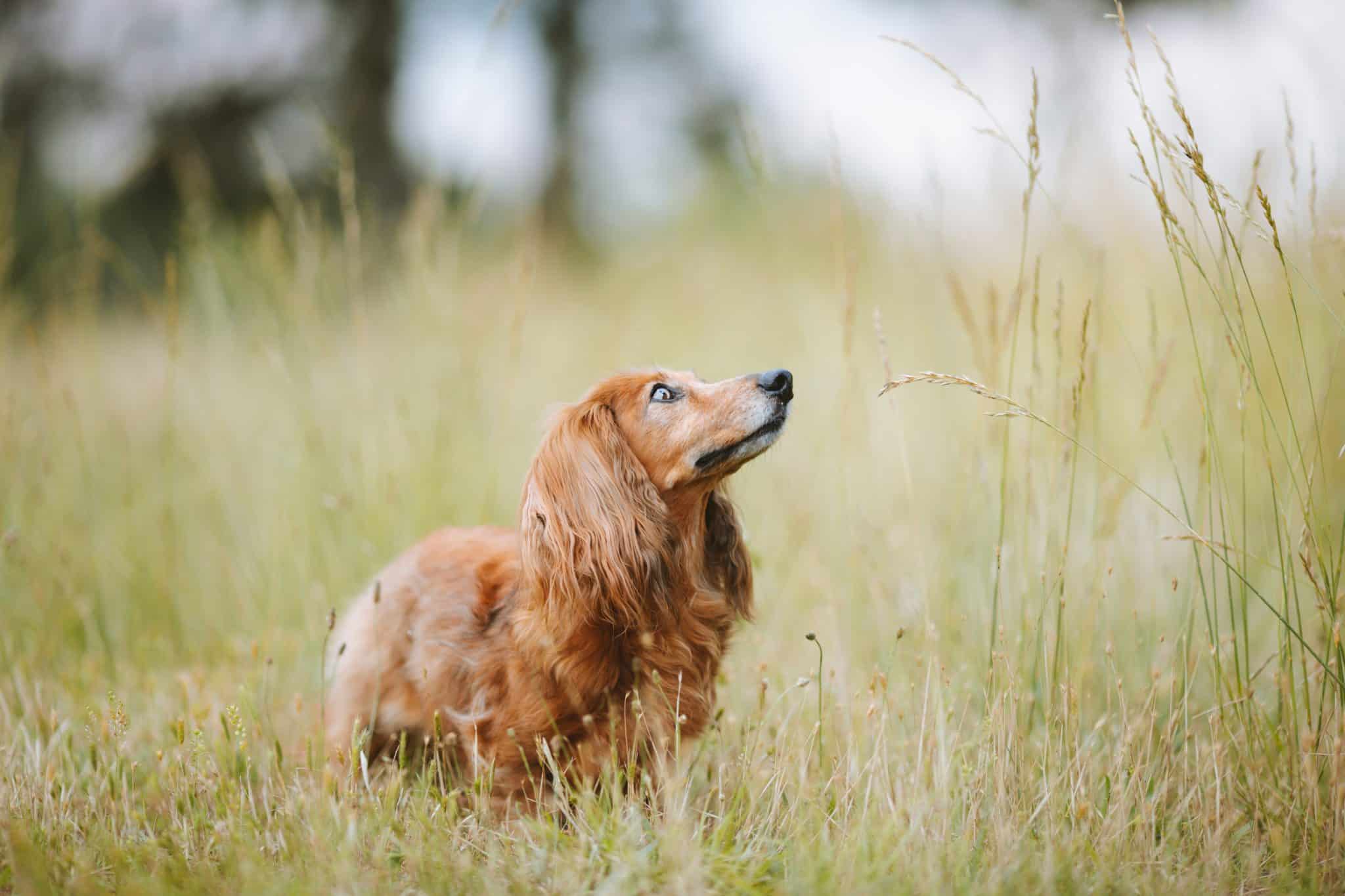 15 Dog Breeds That Were The First to Star in Color Television ...