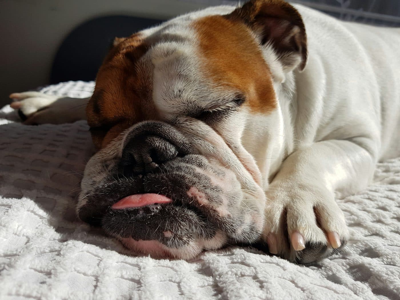 11 Dog Breeds Who Treat Nap Time Like a Full-Time Career - iHeartDogs.com