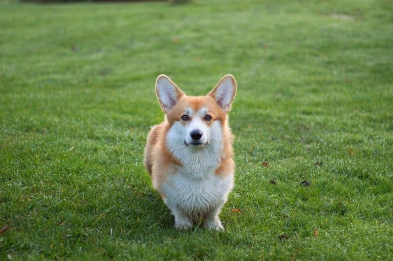 15 ‘Photogenic’ Dog Breeds That Always Look Instagram-Ready ...