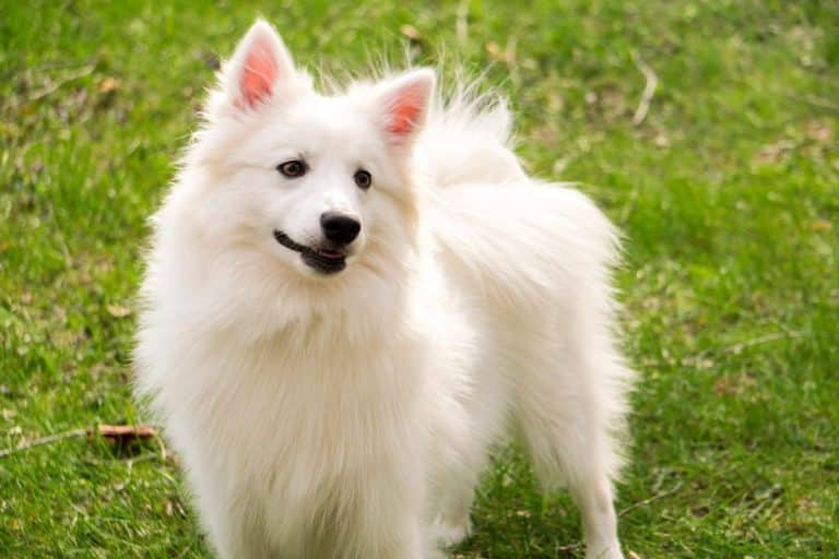 13 Fluffy Dog Breeds That Are Pure Cuteness - iHeartDogs.com