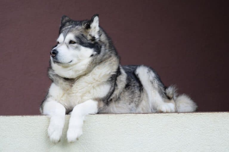 15 ‘Photogenic’ Dog Breeds That Always Look Instagram-Ready ...