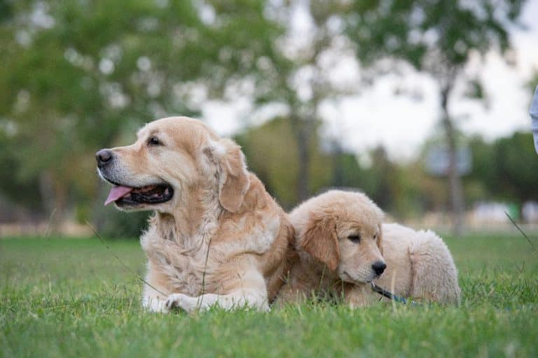 15 Beginner-Friendly Dog Breeds That Practically Train You - iHeartDogs.com