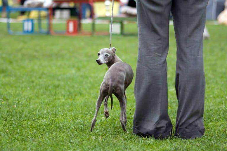 15 Beginner-Friendly Dog Breeds That Practically Train You - iHeartDogs.com