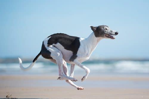 11 Athletic Dog Breeds Built For Speed And Agility - iHeartDogs.com