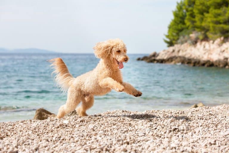 13 Distinguished Dog Breeds That Age With Incredible Grace - iHeartDogs.com