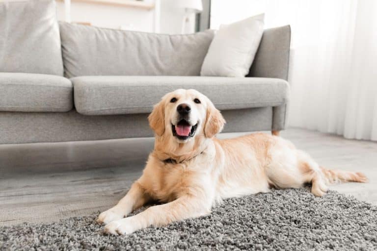 11 Dog Breeds With the Most Gentle Temperaments - iHeartDogs.com